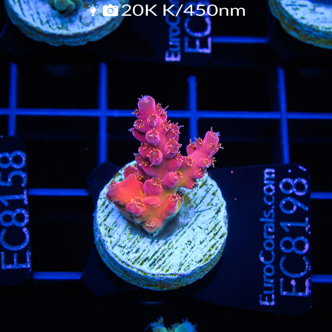 EC Freaky Rainbow Acro – Euro Corals