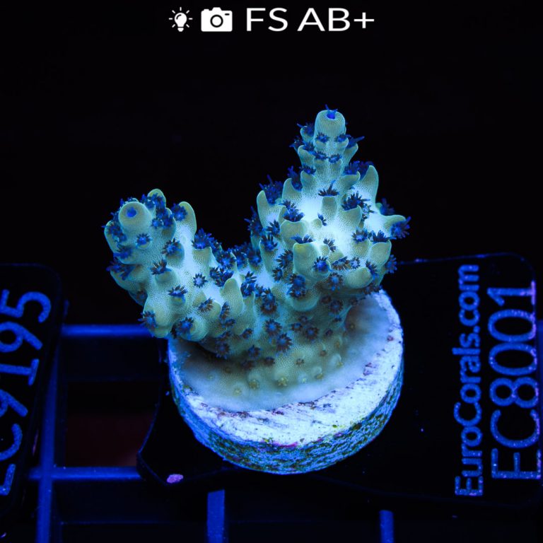 EC Rainbow Blueberry SC Acro – Euro Corals