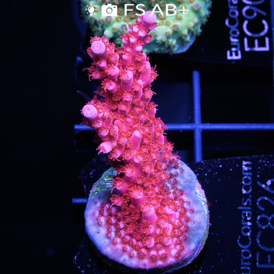 EC Adam Bomb Super Red Acro – Euro Corals