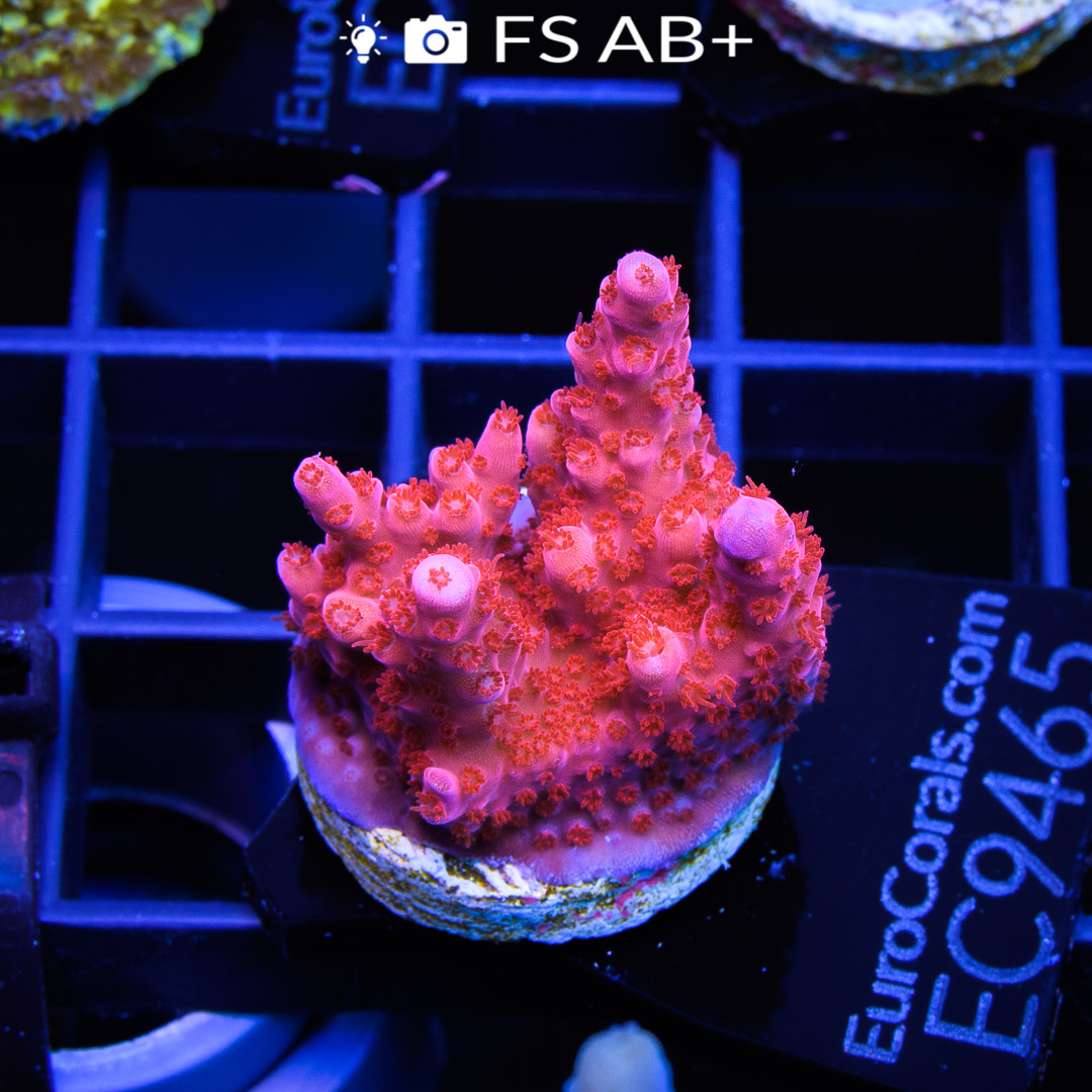EC Red Polyps Diablo Acro – Euro Corals