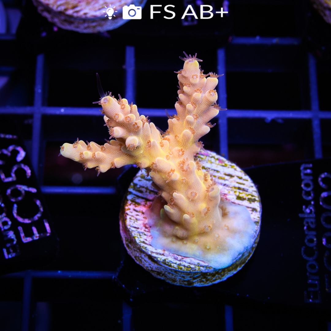 EC Cream City Acro – Euro Corals