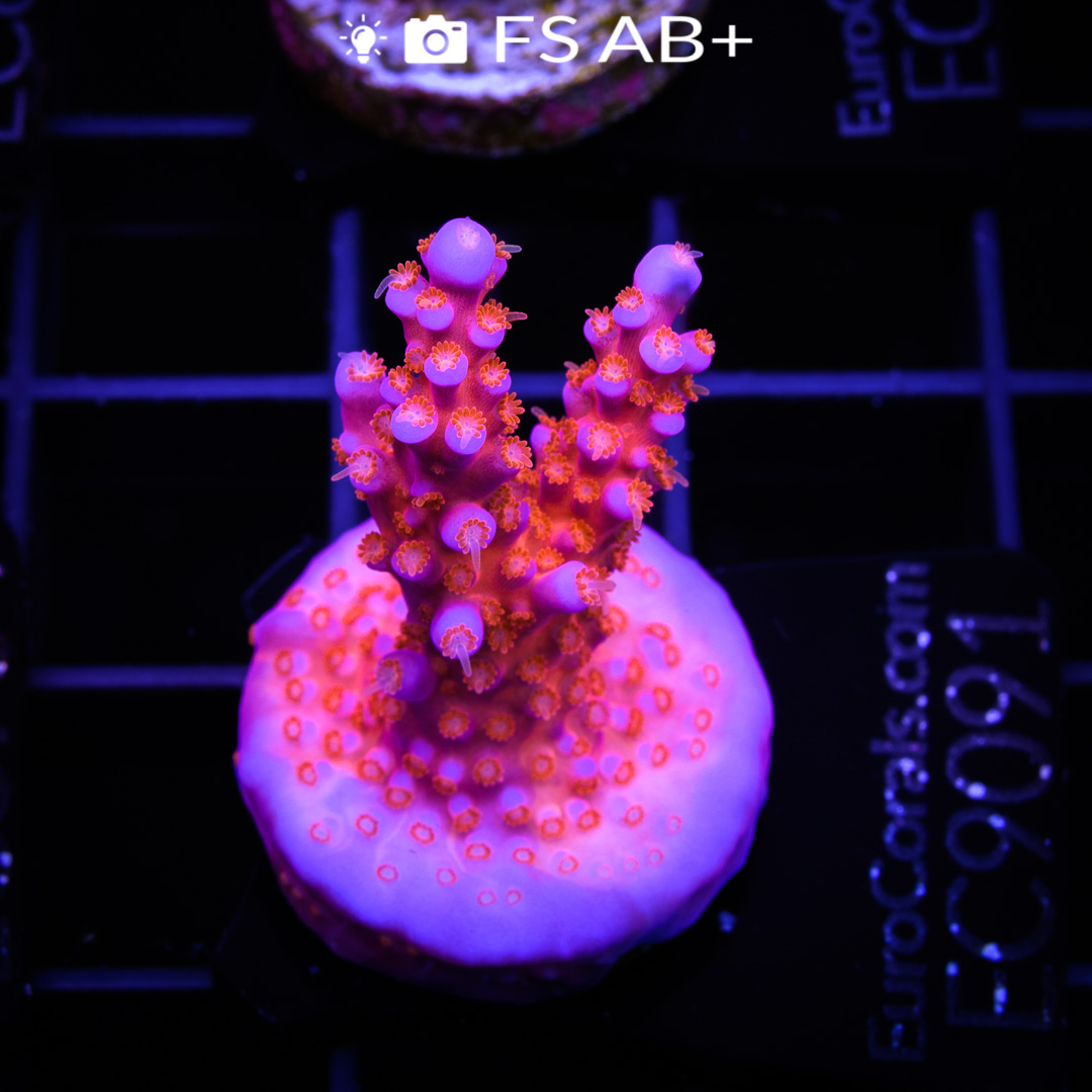 EC Fireworks Acro – Euro Corals