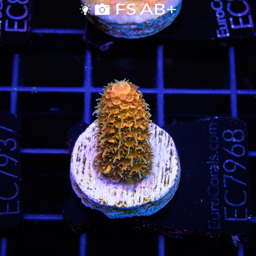 EC Goldenrod Acro – Euro Corals