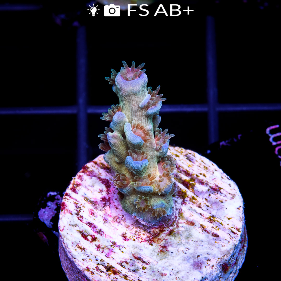 EC WaltDisney Blue Acro ER – Euro Corals