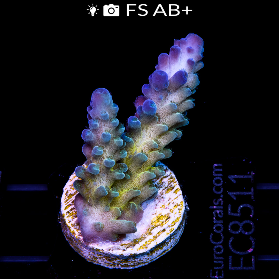 EC Electric Miyagi Tort Acro – Euro Corals