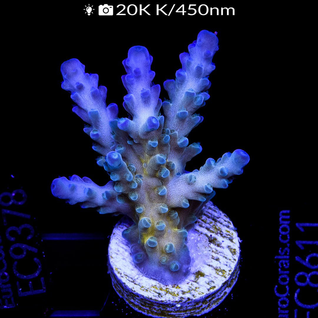 EC Electric Miyagi Tort Acro – Euro Corals