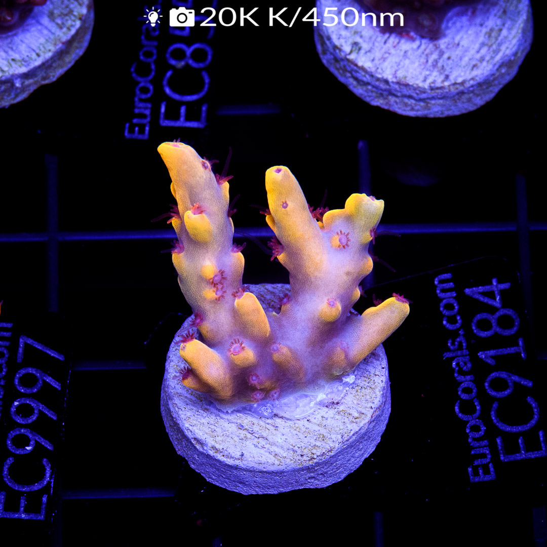 EC Bumblebee Red Polyps Acro ER – Euro Corals