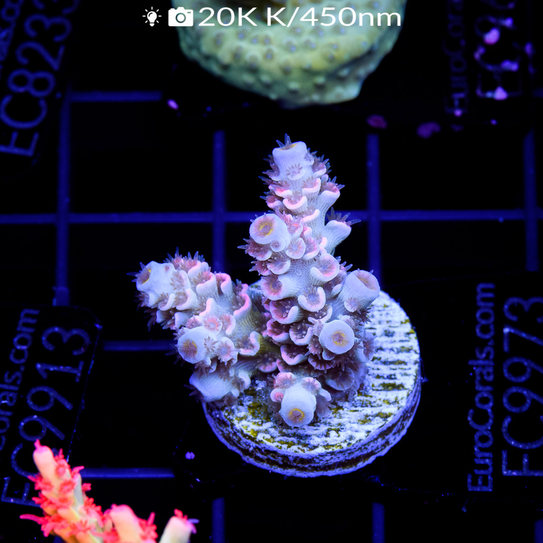 EC Pink Highlighter Acro – Euro Corals