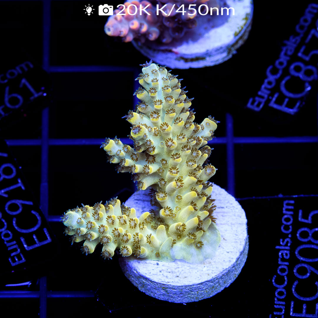 EC Pink Lemonade Acro – Euro Corals