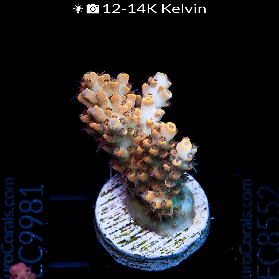 EC Colt 45 Red Polyps Acro – Euro Corals