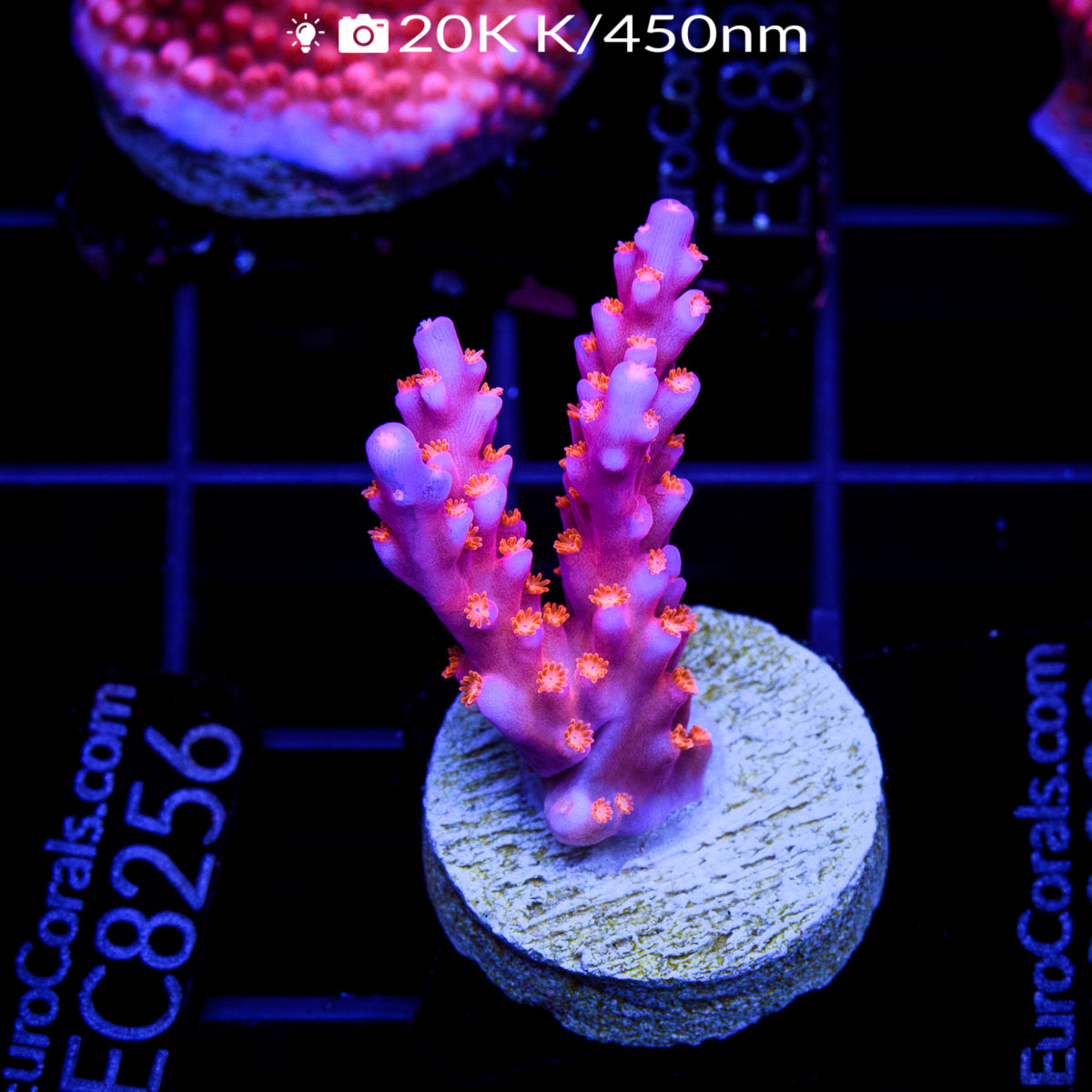 EC Fireworks Acro – Euro Corals