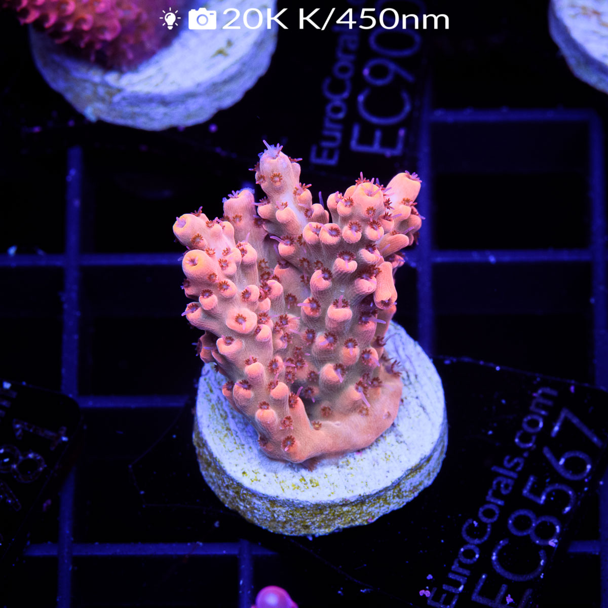 EC Colt 45 Red Polyps Acro – Euro Corals
