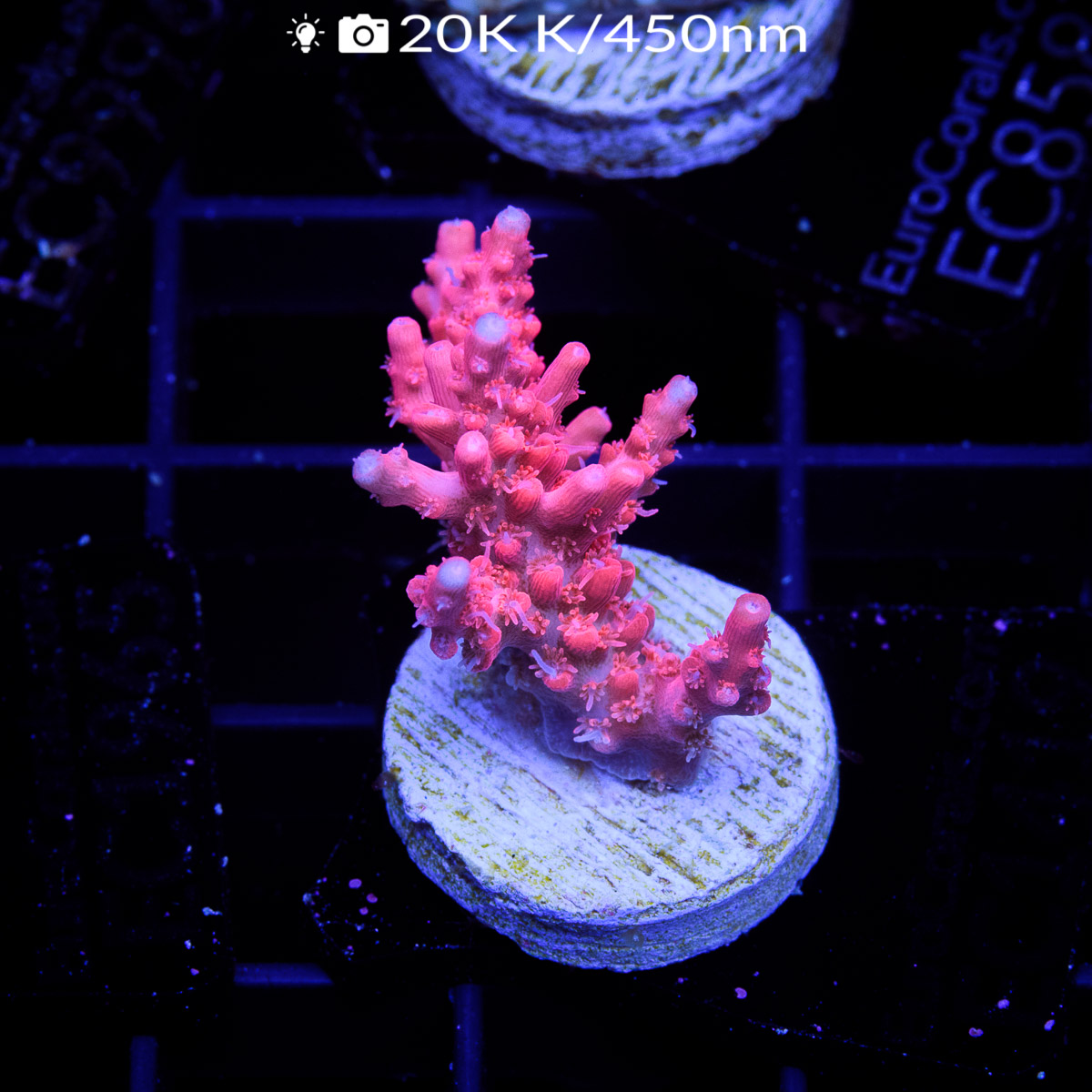 EC Hippie Juice Acro – Euro Corals