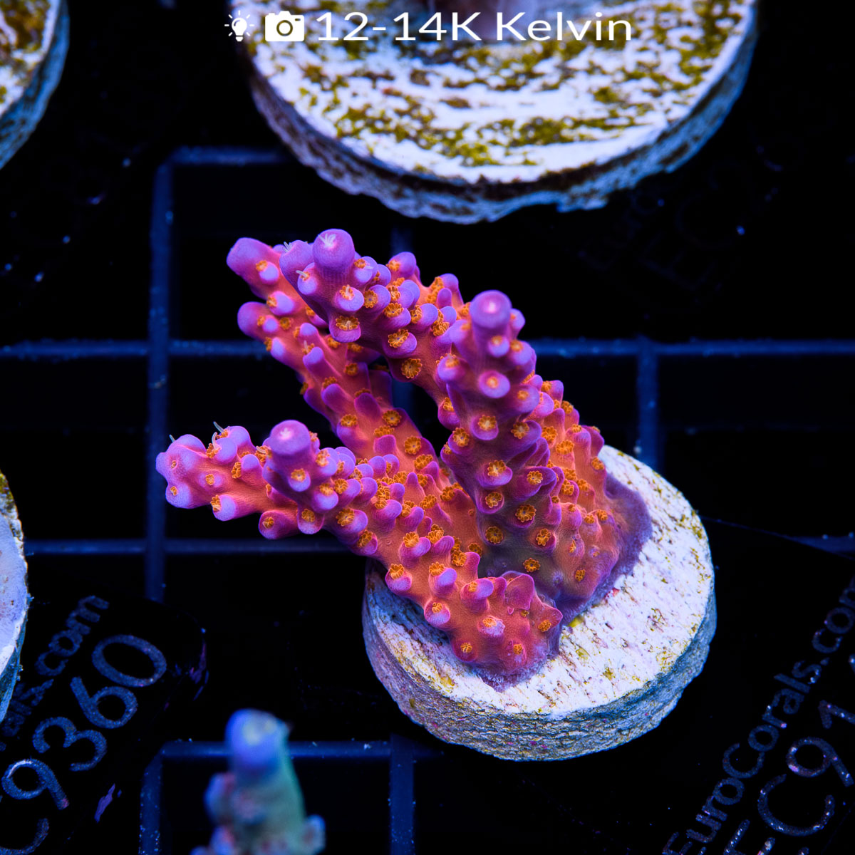 EC Original Merlin Staff Acro – Euro Corals