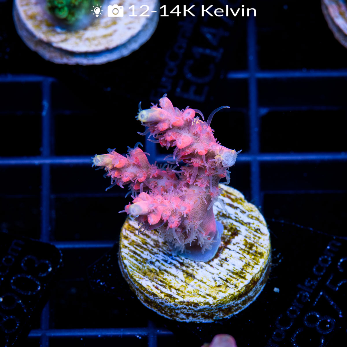EC Pink Panther Acro – Euro Corals