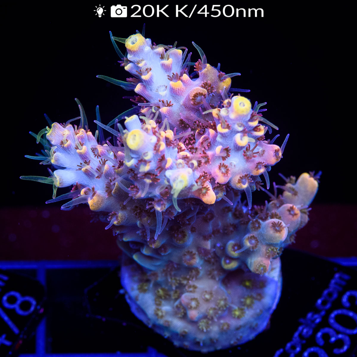 EC Red Polyps Lemon Peel Acro – Euro Corals