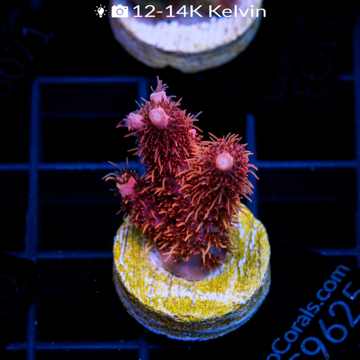 EC Rainbow Fancy Frill Acro – Euro Corals