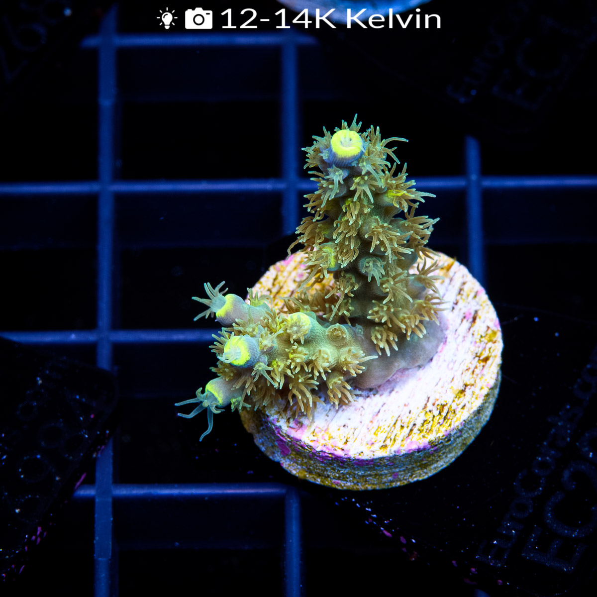 EC Blue Firefly Acro – Euro Corals