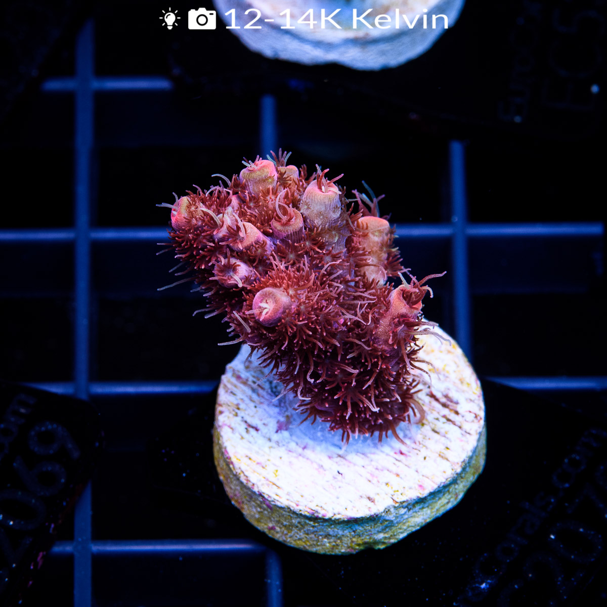 EC Pink Rose Acro – Euro Corals