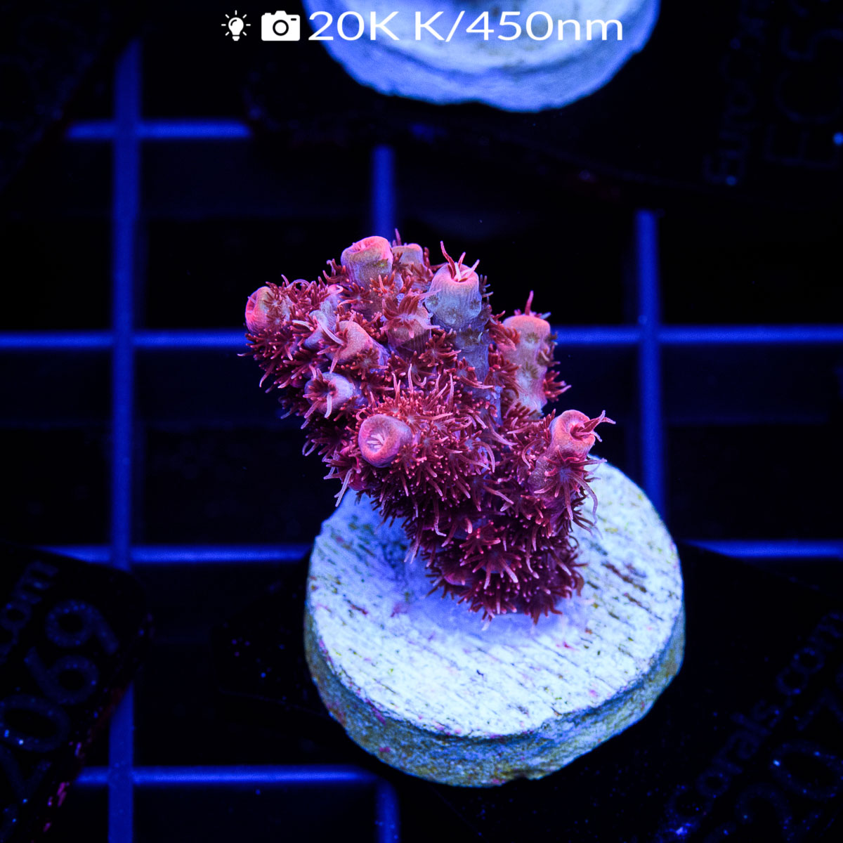 EC Pink Rose Acro – Euro Corals