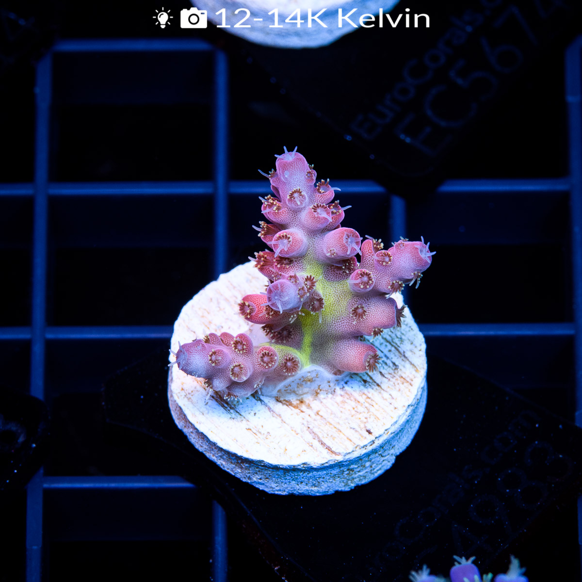 EC Freaky Rainbow Acro – Euro Corals