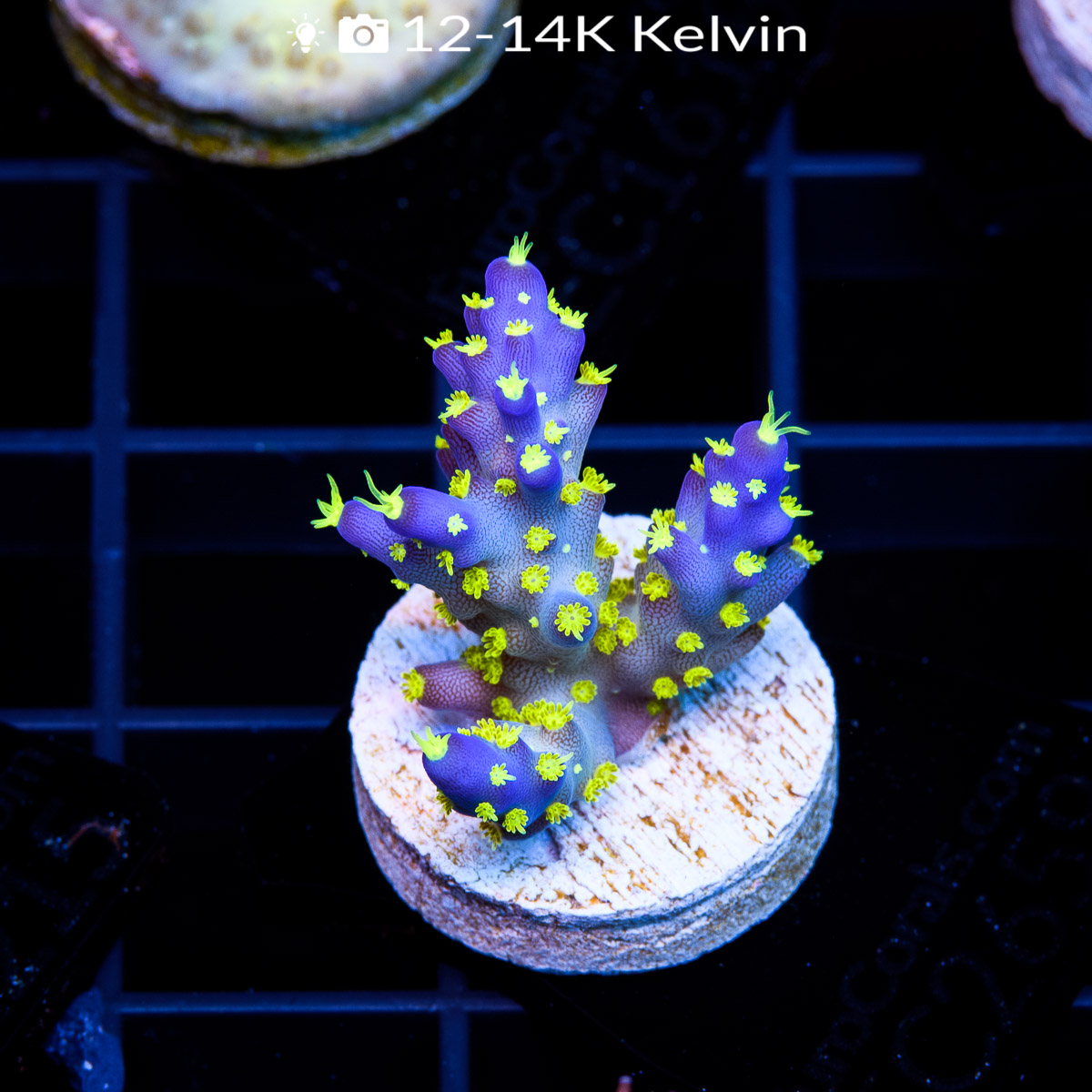 EC Blueberry Fields Acro – Euro Corals