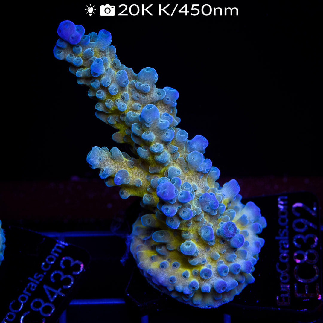 EC Electric Miyagi Tort Acro – Euro Corals