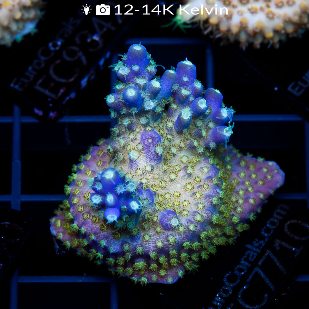 EC Nebula Yellow Polyps Acro – Euro Corals