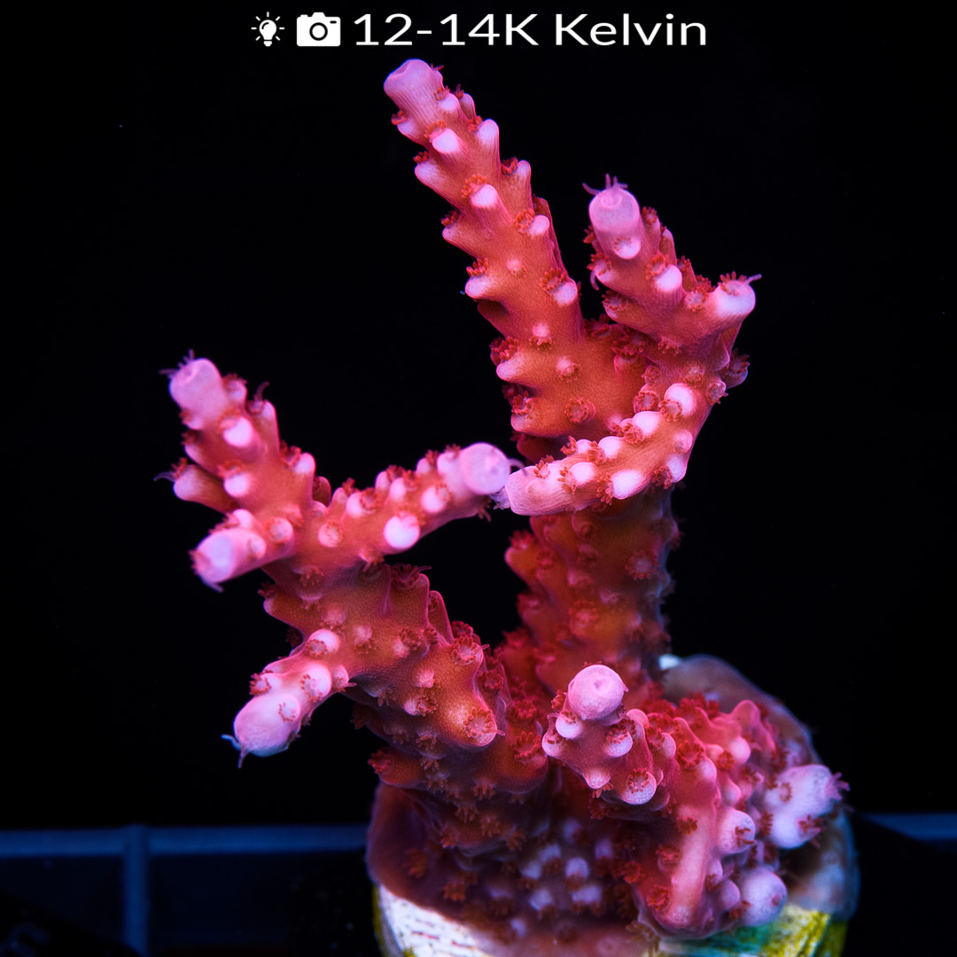 EC Red The Angry Bird Acro – Euro Corals