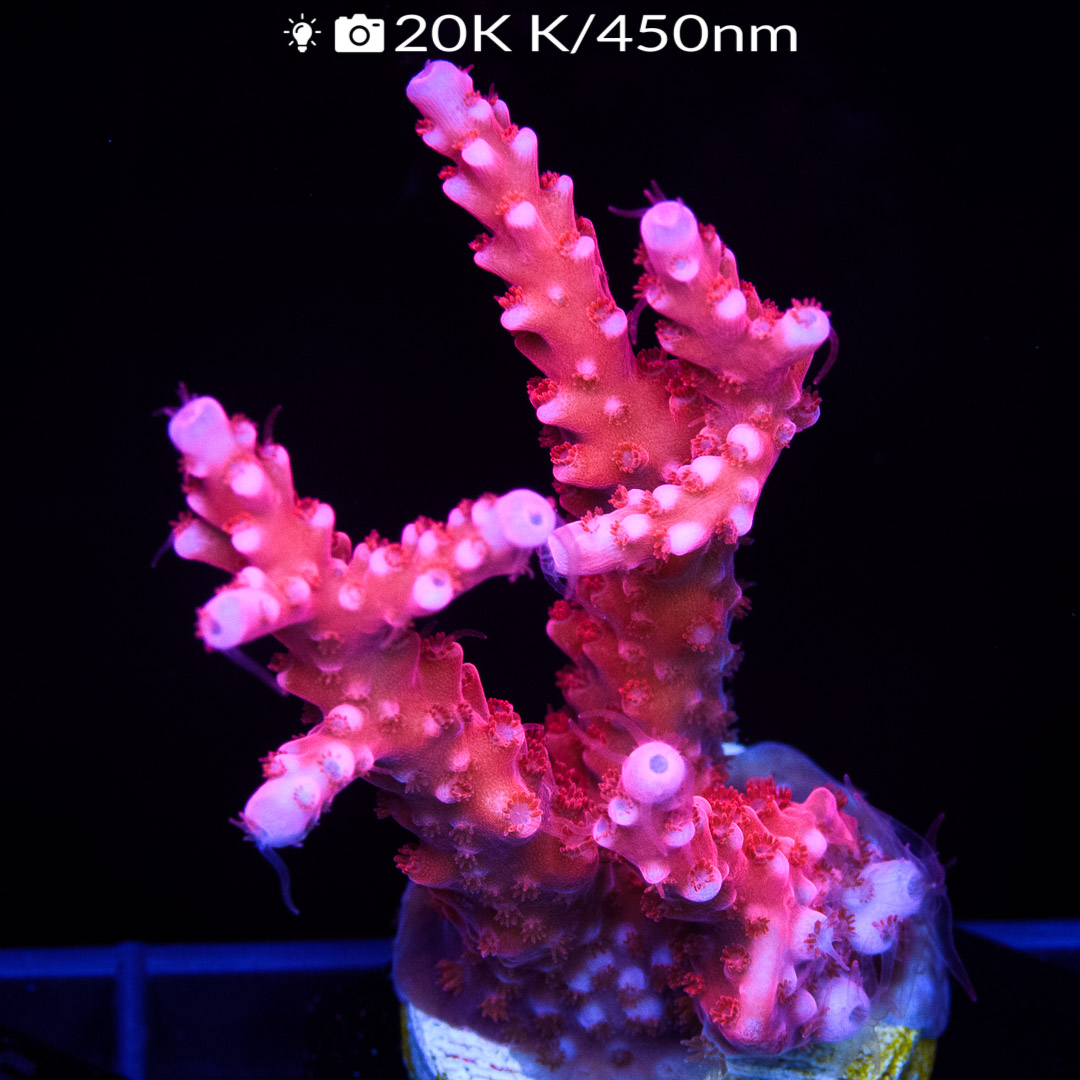 EC Red The Angry Bird Acro – Euro Corals