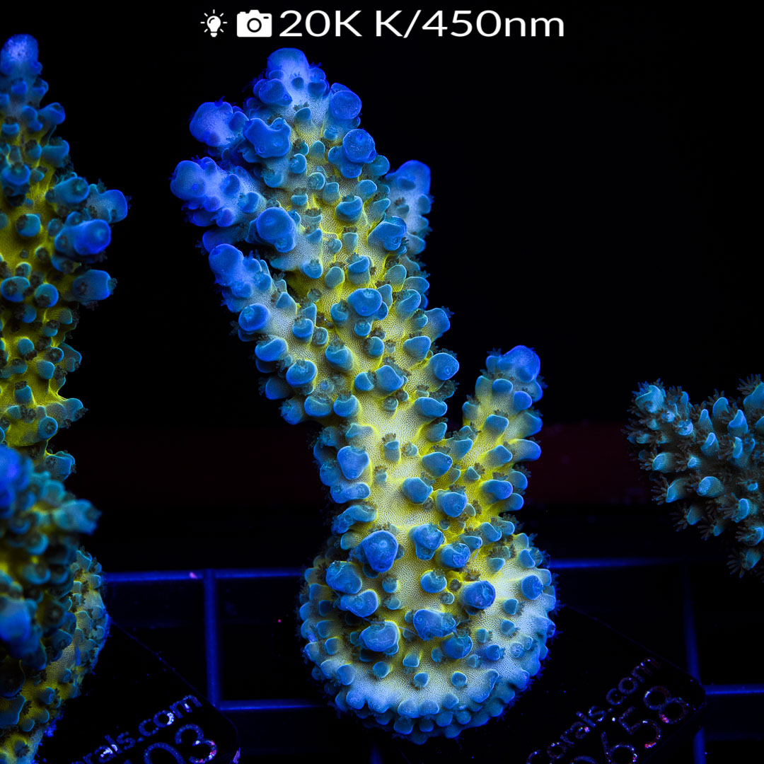 EC Electric Miyagi Tort Acro – Euro Corals