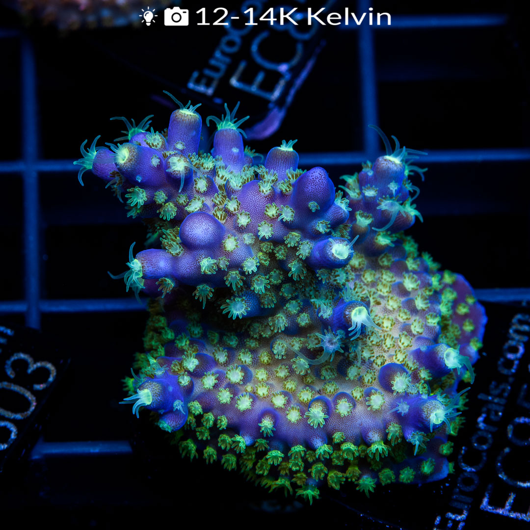 EC Nebula Yellow Polyps Acro – Euro Corals
