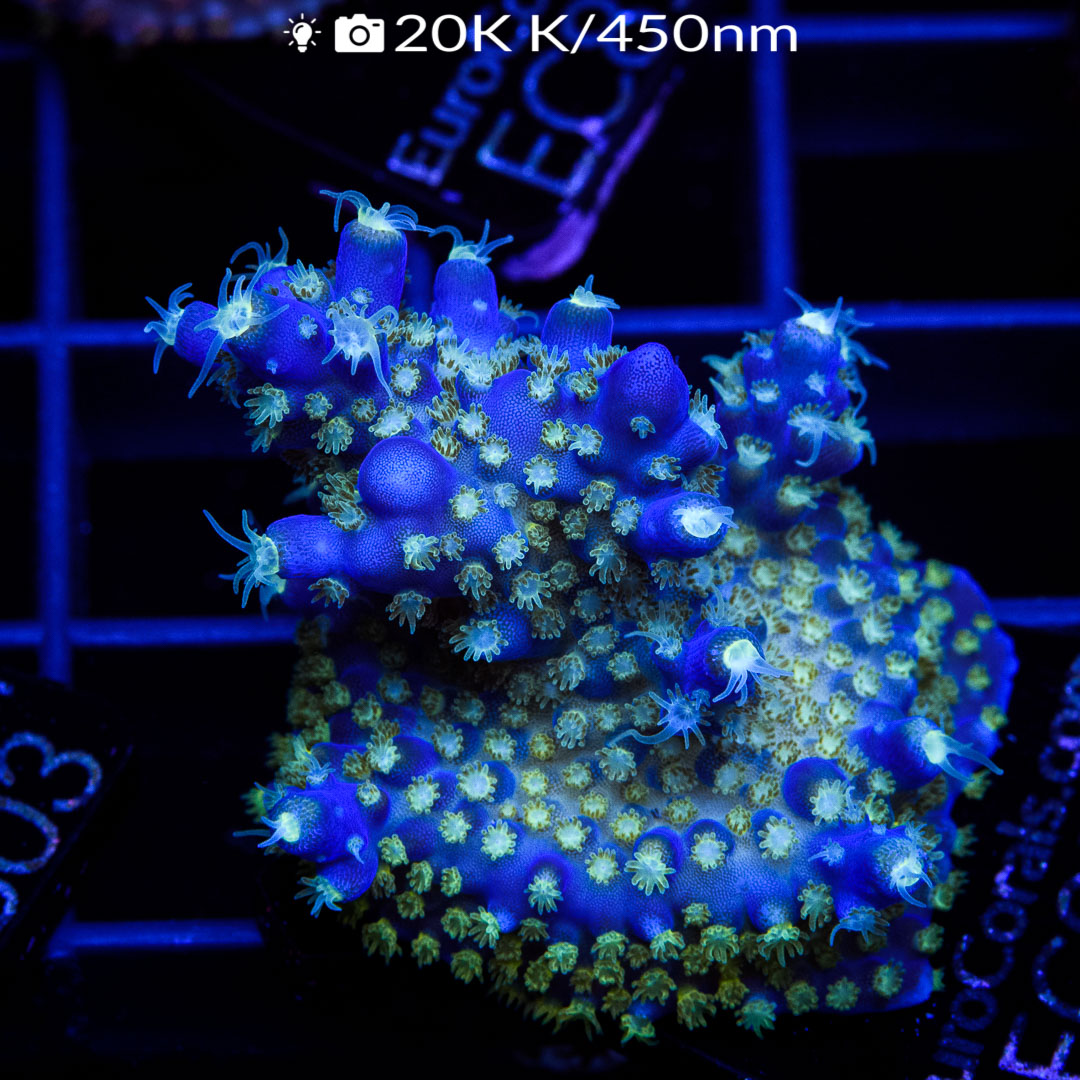 EC Nebula Yellow Polyps Acro – Euro Corals
