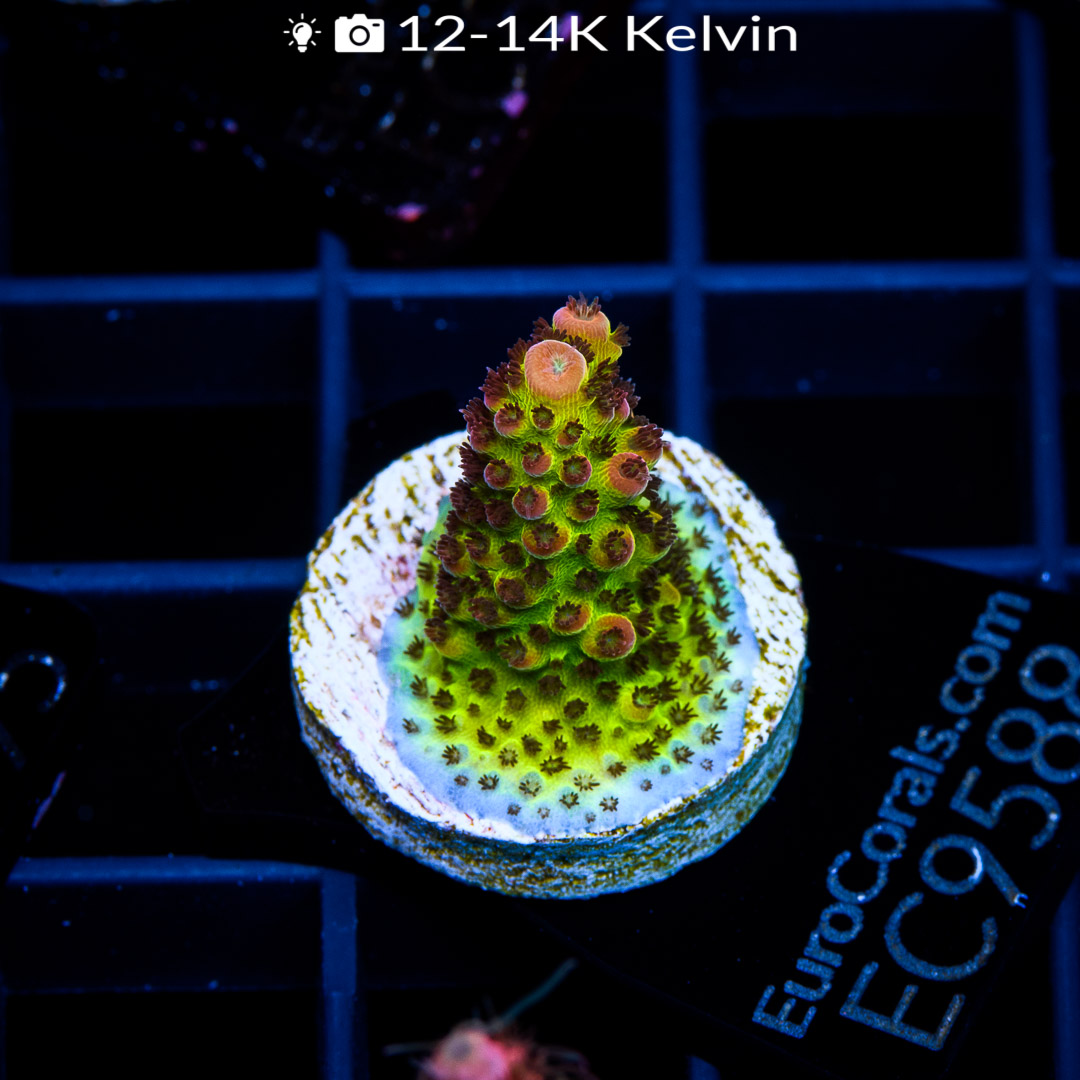 EC PC Rainbow Acro – Euro Corals