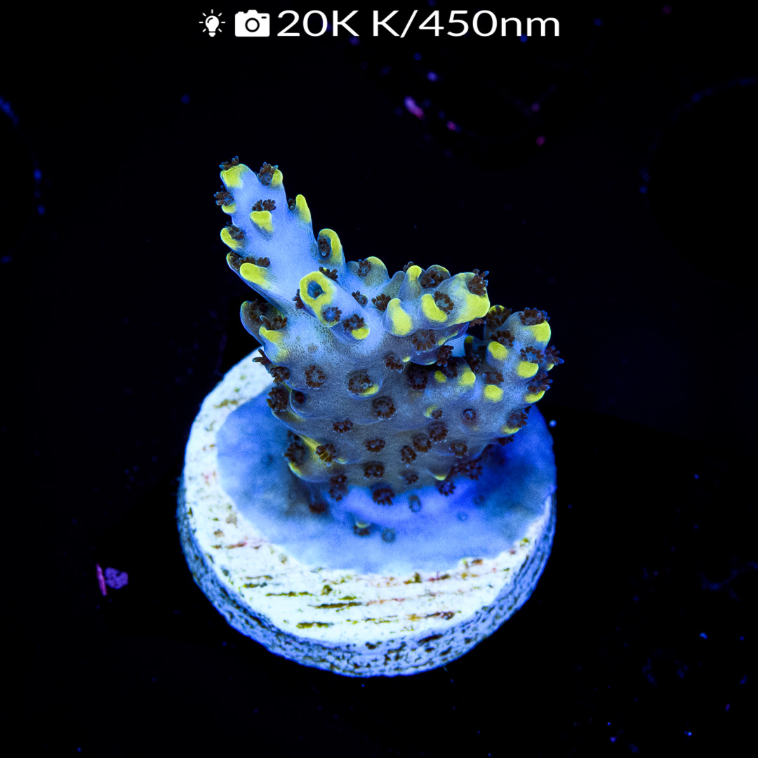 EC Exquisita Stag Acro – Euro Corals