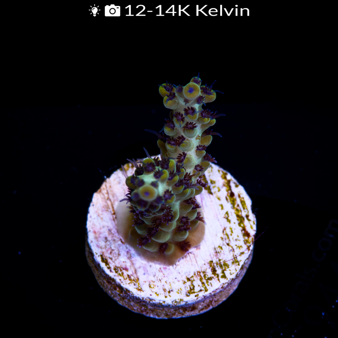 EC Rainbow Blueberry SC Acro – Euro Corals