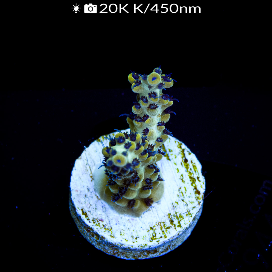 EC Rainbow Blueberry SC Acro – Euro Corals