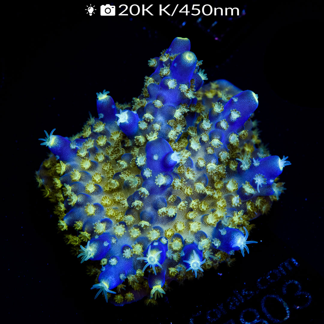 EC Nebula Yellow Polyps Acro – Euro Corals