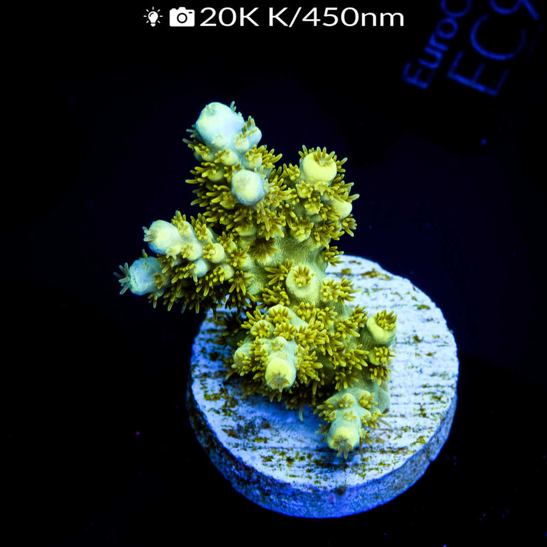 EC Firefly Acro – Euro Corals