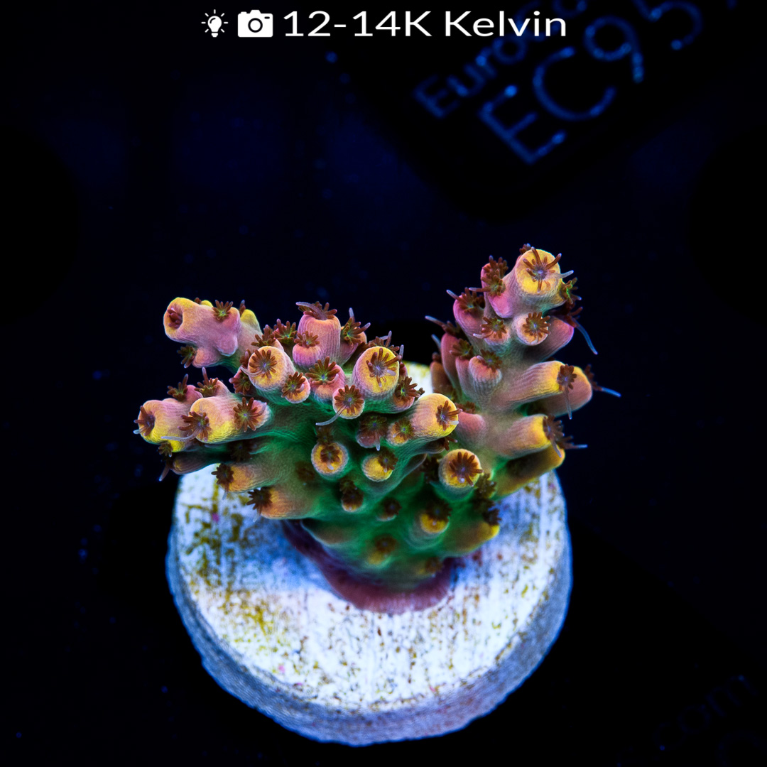 EC Evil Queen Acro FUSION – Euro Corals