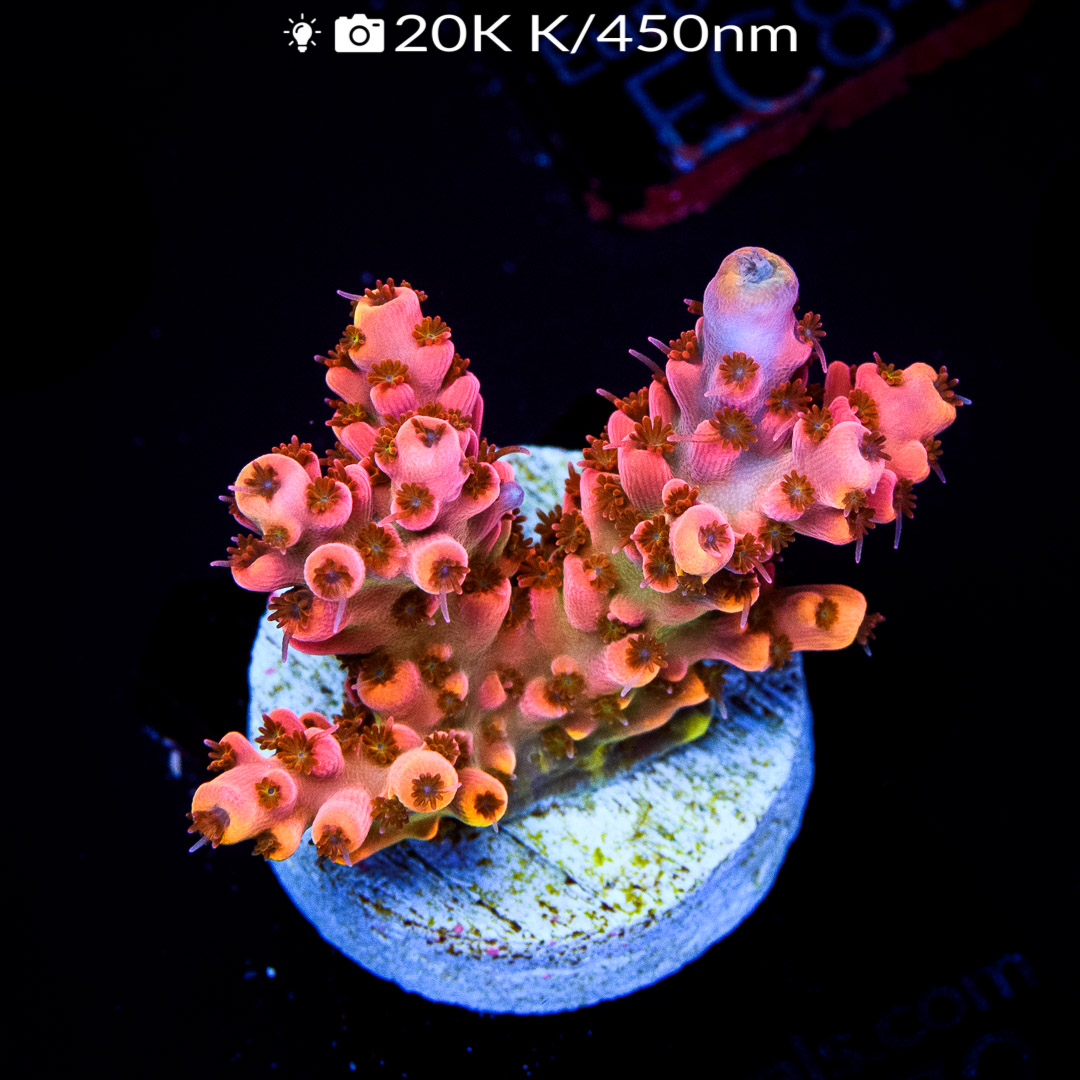 EC Evil Queen Acro FUSION – Euro Corals
