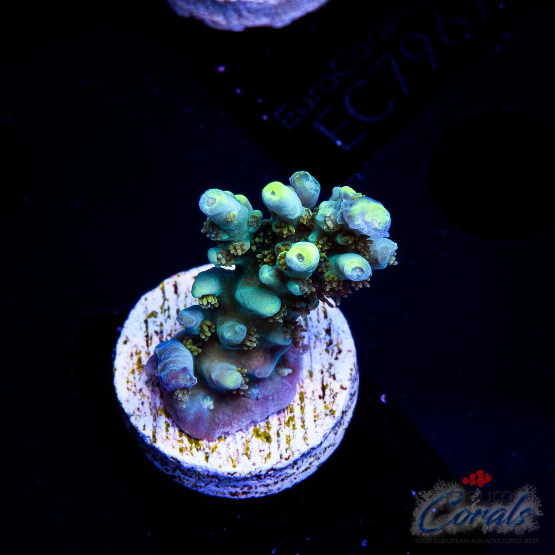 EC Blue Firefly Acro – Euro Corals