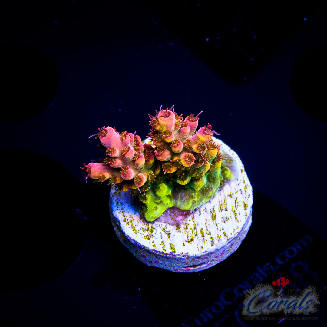 EC Evil Queen Acro FUSION – Euro Corals