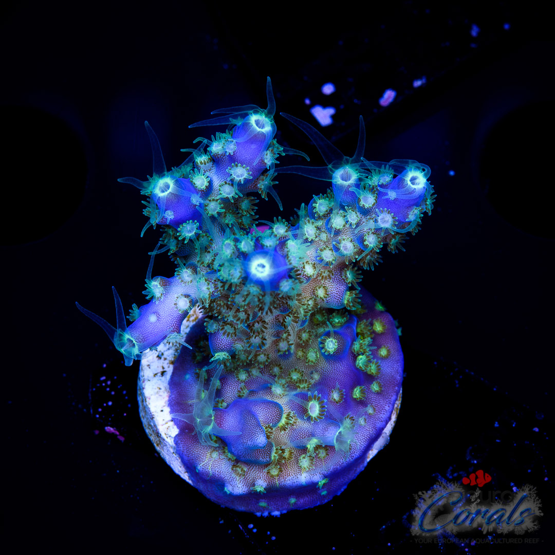 EC Blue Humilis Acro – Euro Corals
