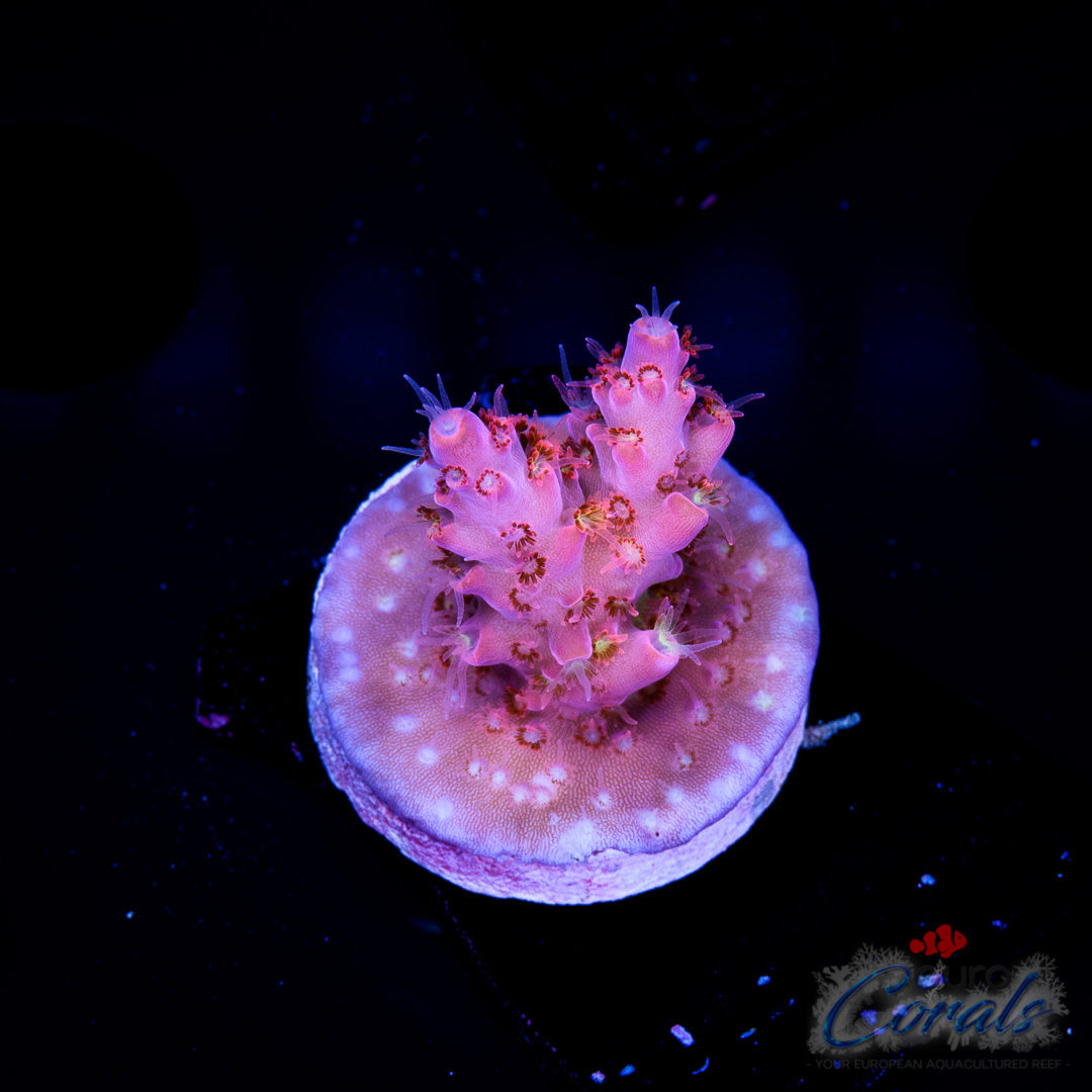 EC Pink Passion Acro – Euro Corals