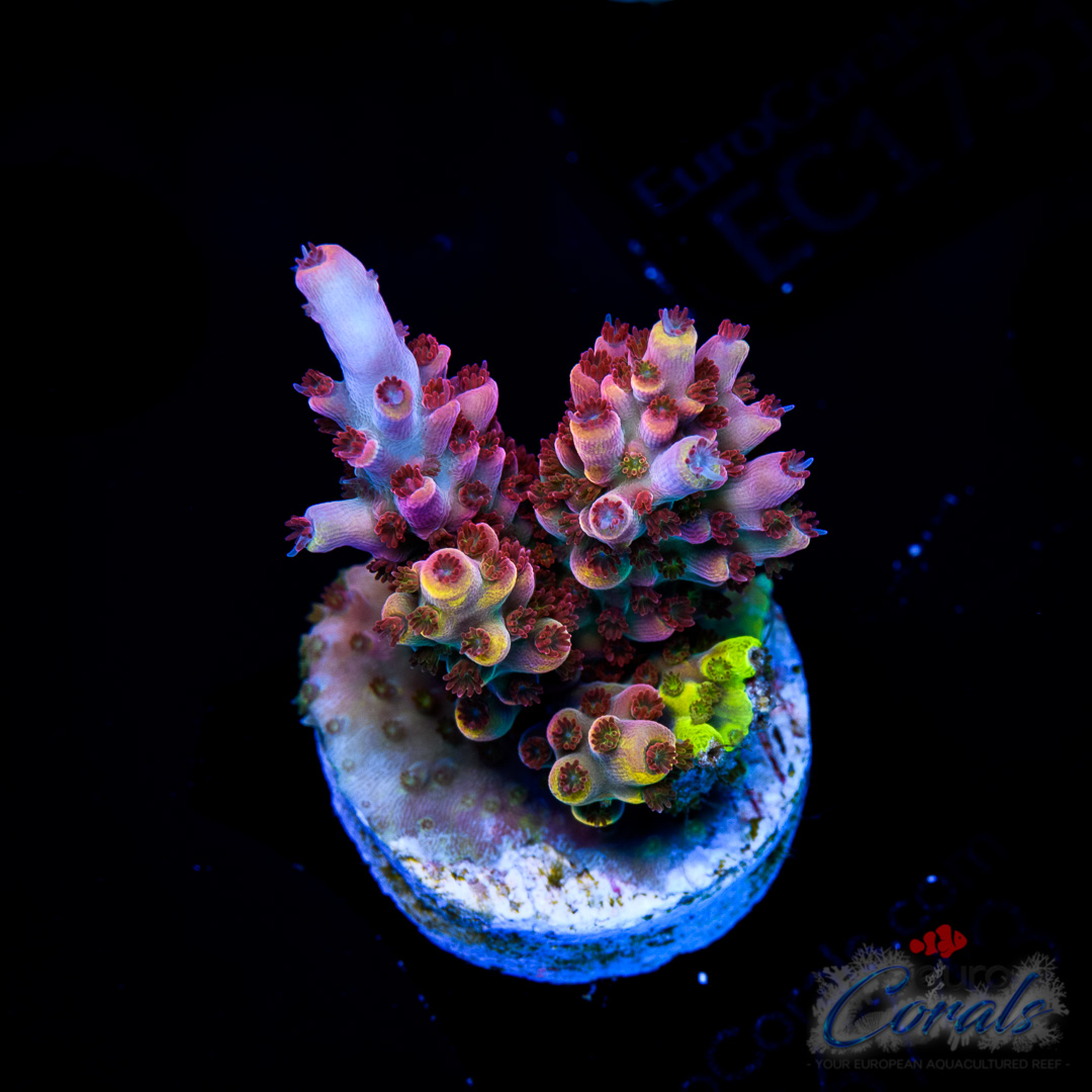 EC Evil Queen Acro FUSION – Euro Corals