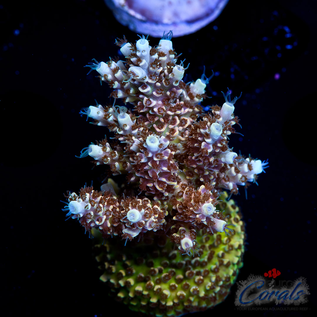 EC Rainbow Table Acro – Euro Corals