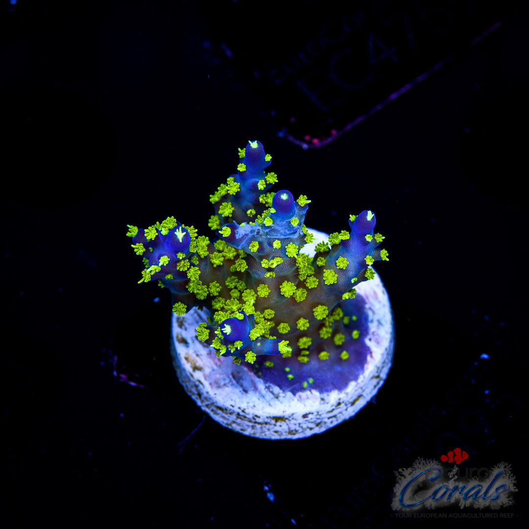 EC Blue/Yellow Green Polyps Acro – Euro Corals