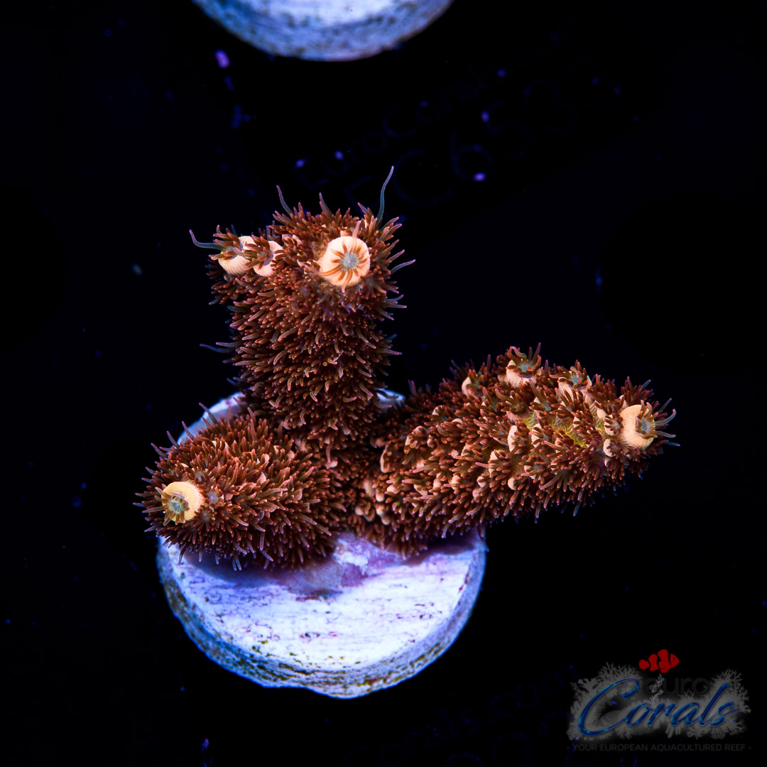 EC Rainbow Millepora Spp. – Euro Corals