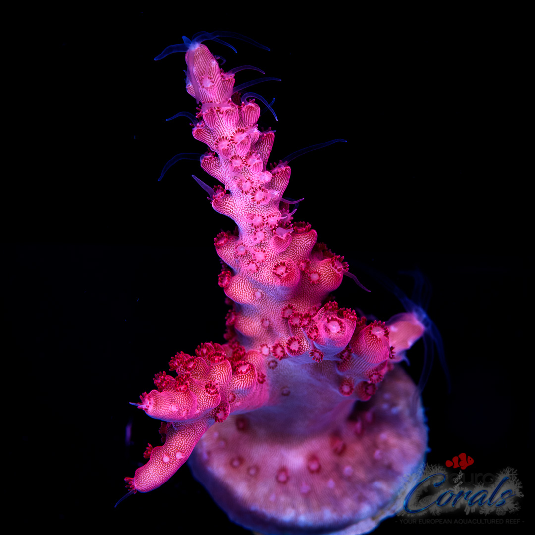 EC Super Red Acro – Euro Corals